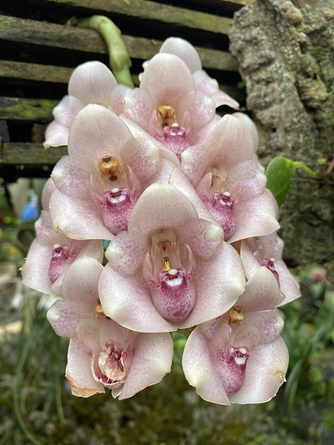 Atlanta Origami – Deep Fried Kudzu